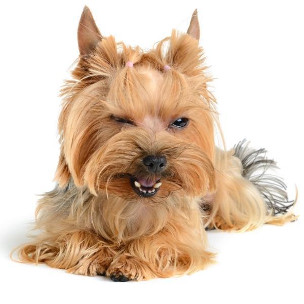How to Train an Aggressive Yorkie - Tips & Tricks