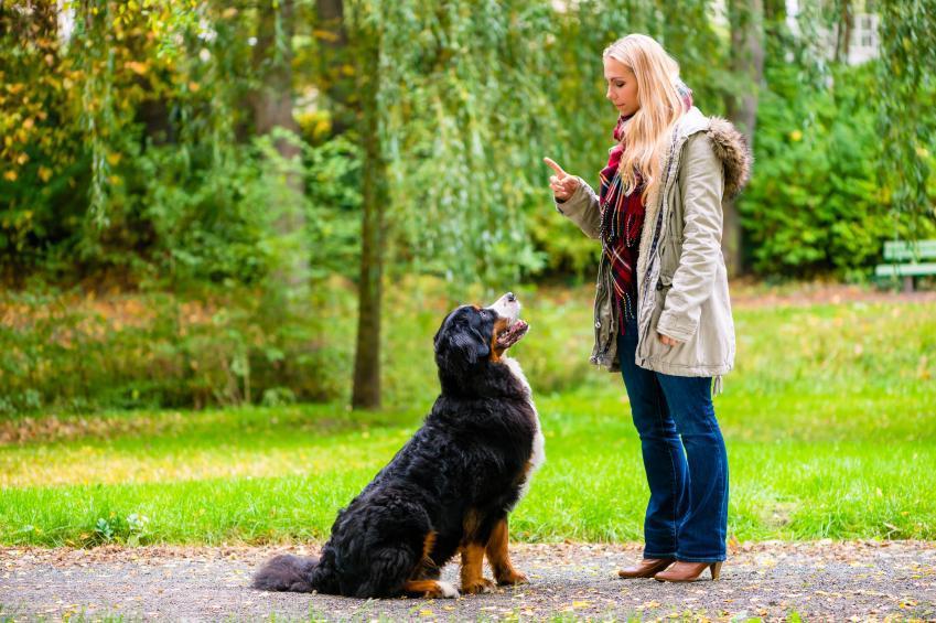 How to Train an Aggressive Yorkie - Tips & Tricks