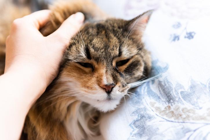 Triaditis in Cats - Causes, Symptoms and Treatment