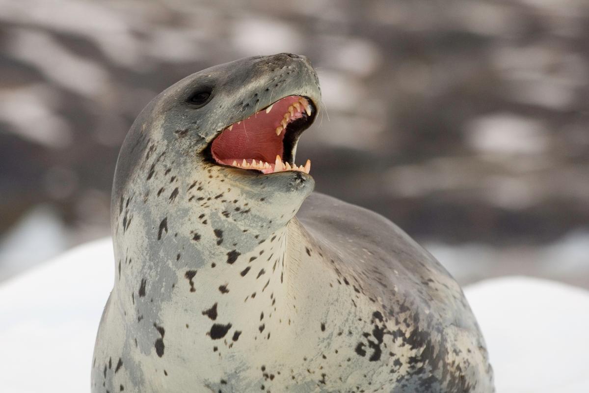 Where Do Leopard Seals Live? - Leopard Seal Habitat and Distribution