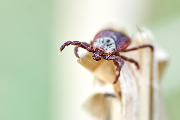 Ticks in the House - What to Do if There Is a Tick Infestation in Your Home