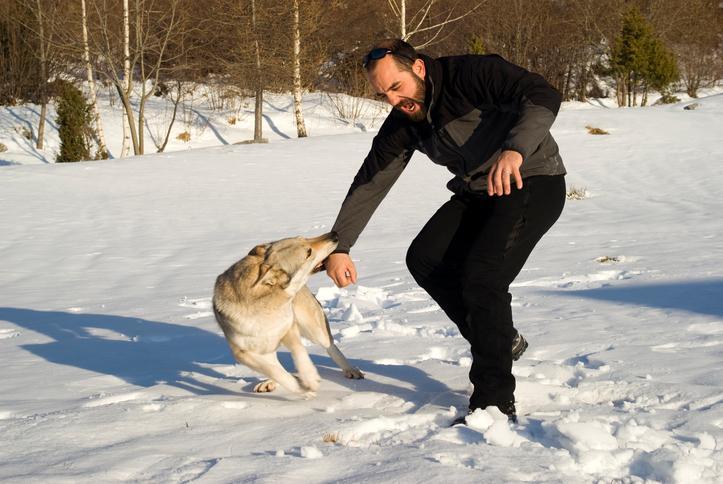 Why is My Dog Suddenly Aggressive Towards Me? - Aggression in Dogs