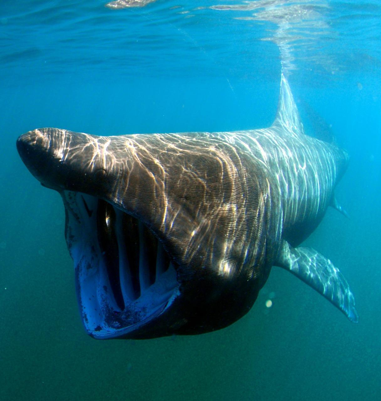 What Is the Largest Fish in the Ocean? - Top 5 With Photos!