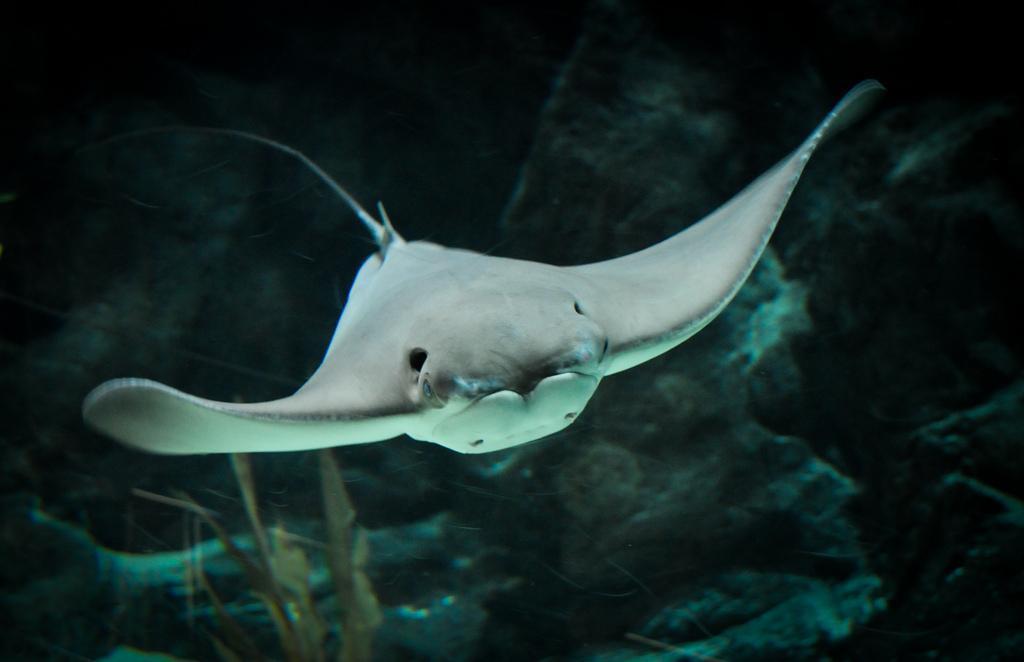 What Is the Largest Fish in the Ocean? - Top 5 With Photos!