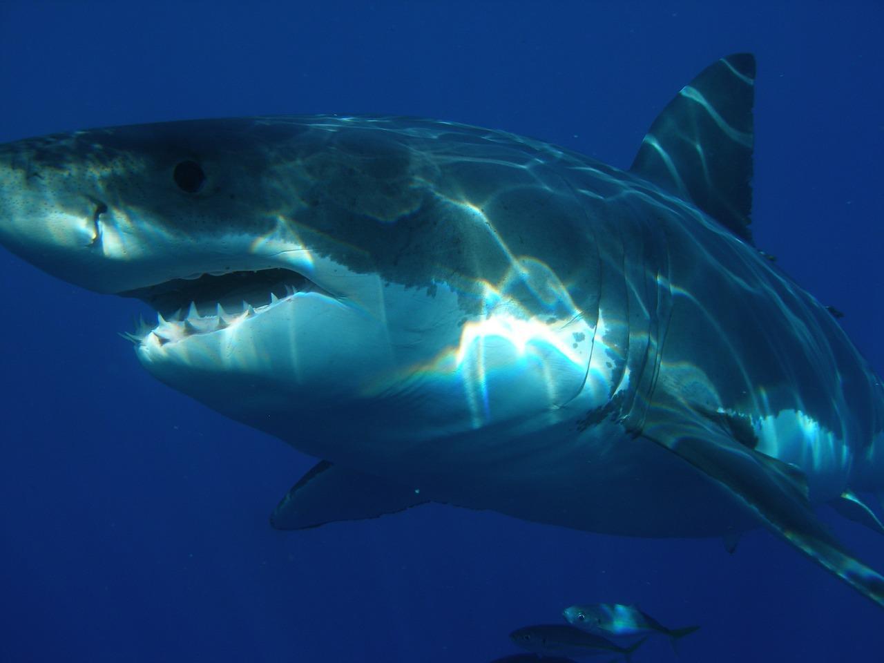 What Is the Largest Fish in the Ocean? - Top 5 With Photos!