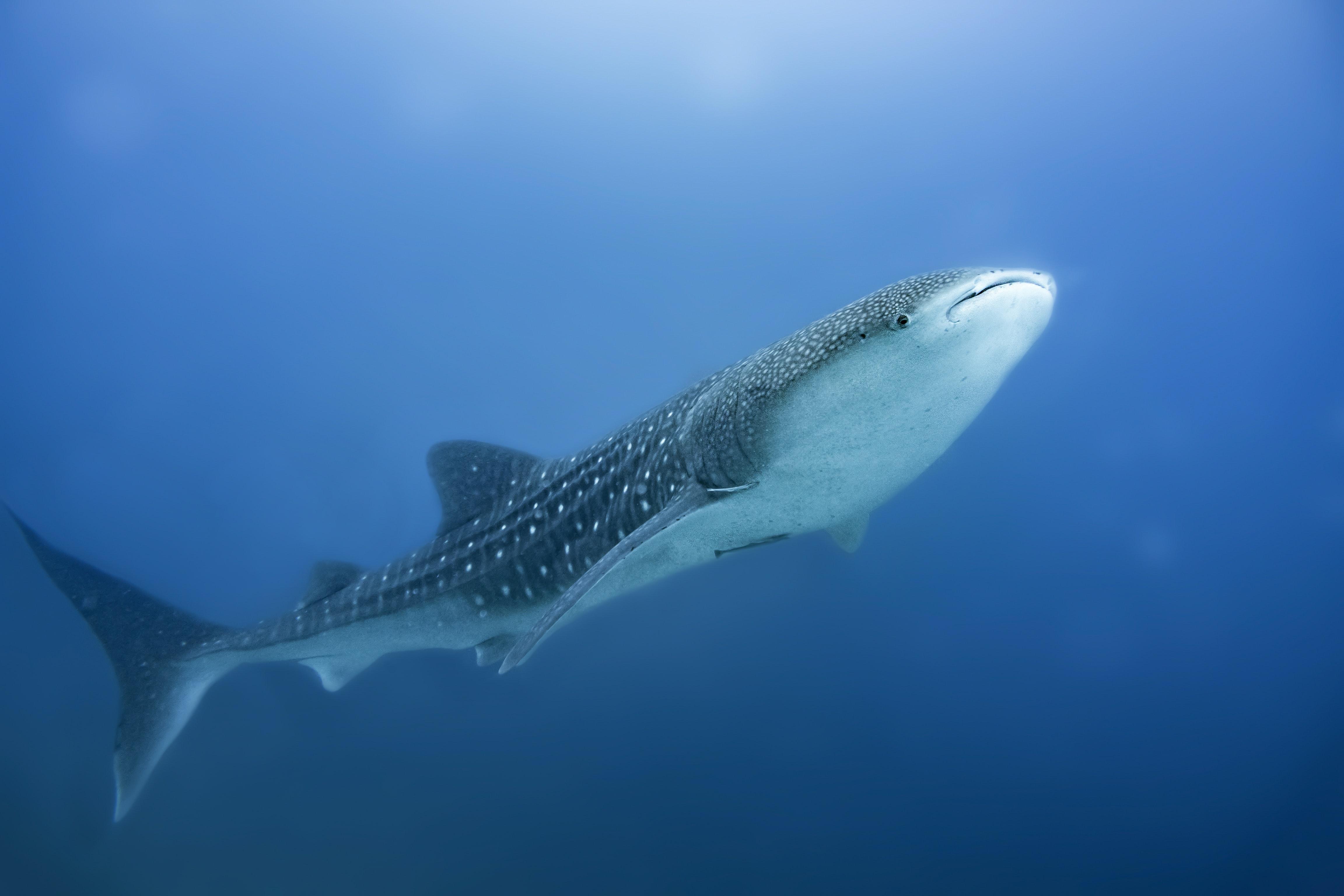 What Is the Largest Fish in the Ocean? - Top 5 With Photos!
