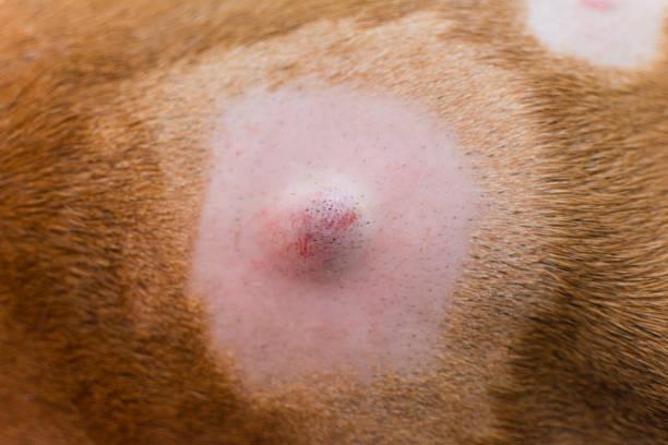 Sebaceous Cyst on a Dog - Causes and Treatment