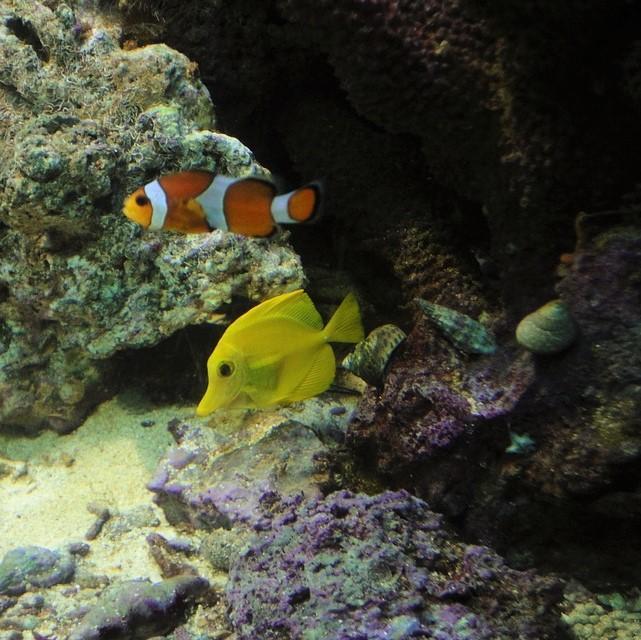 The 8 Most Beautiful Saltwater Fish in the World