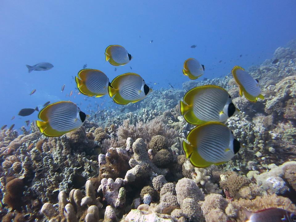 The 8 Most Beautiful Saltwater Fish in the World