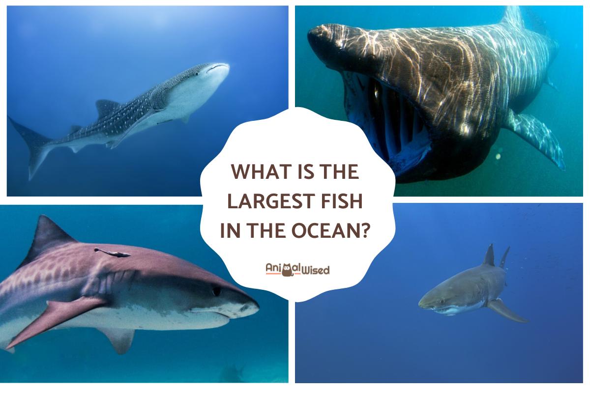 What Is the Largest Fish in the Ocean? - Top 5 With Photos!