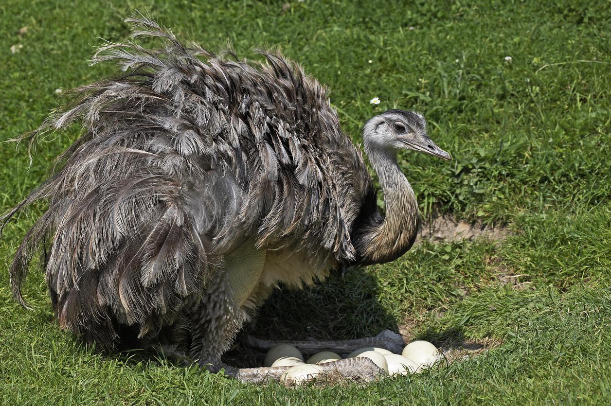 What Is A Rhea Bird? - The Largest Bird in South America