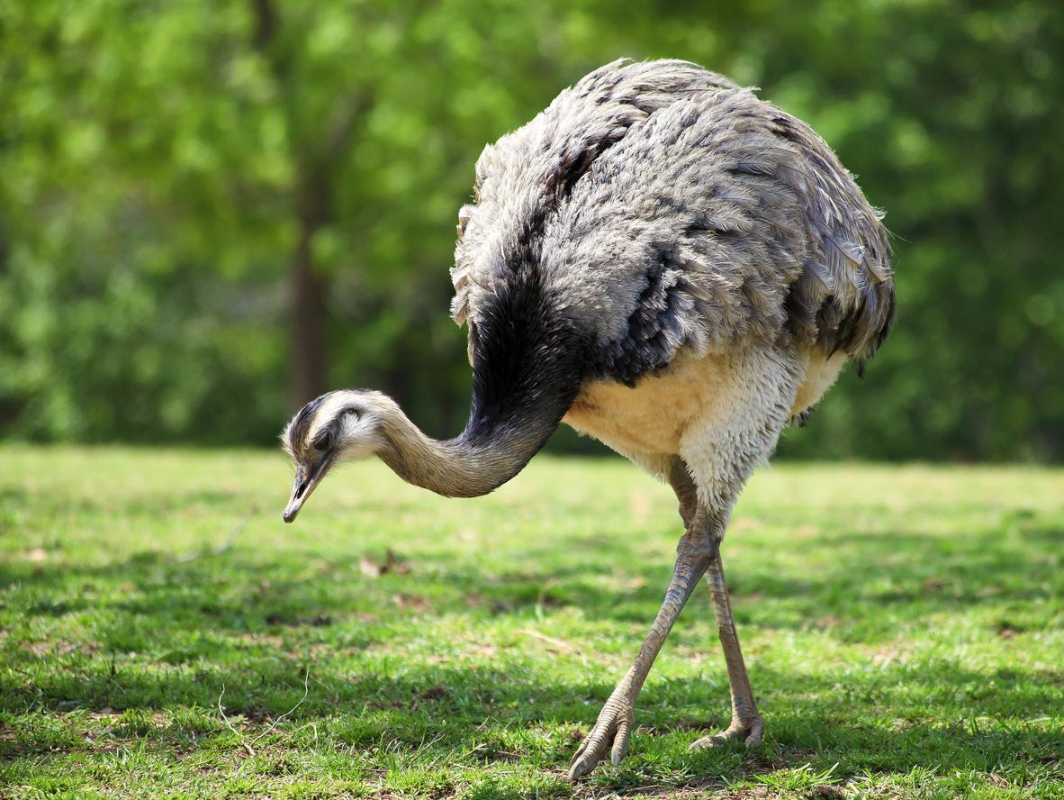 What Is A Rhea Bird? - The Largest Bird in South America