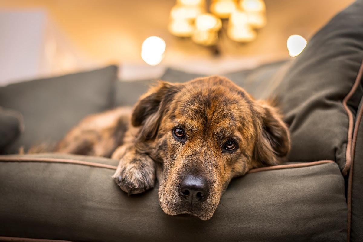How to Cheer Up a Sad Dog - Depressed Dog Tips