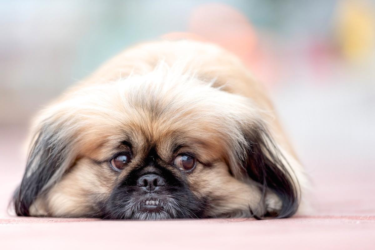 How to Cheer Up a Sad Dog - Depressed Dog Tips