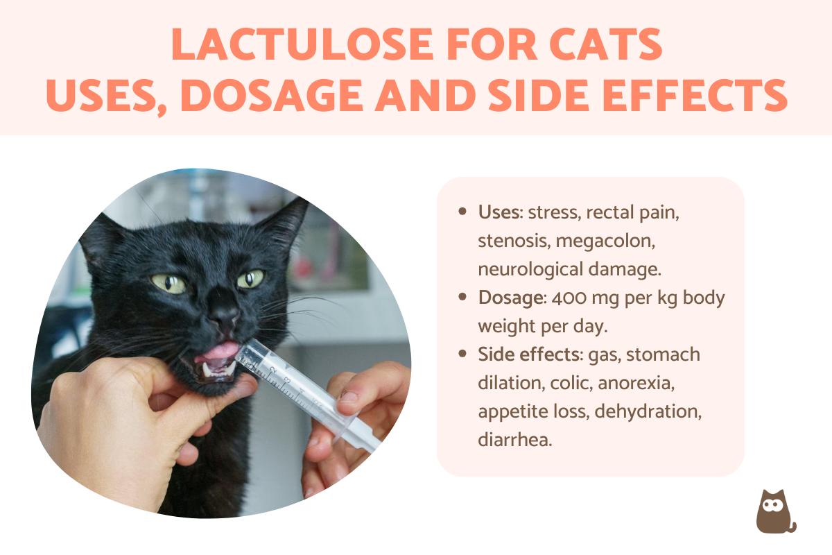 Lactulose for Cats - Uses, Dosage and Side Effects of Constulose ...