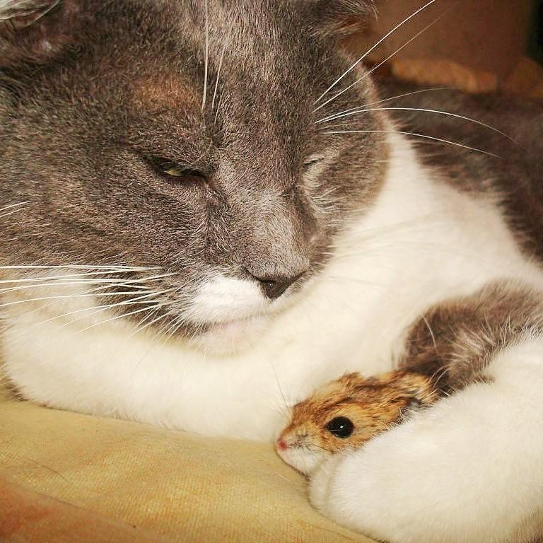 Can a Cat and a Hamster Live Together?