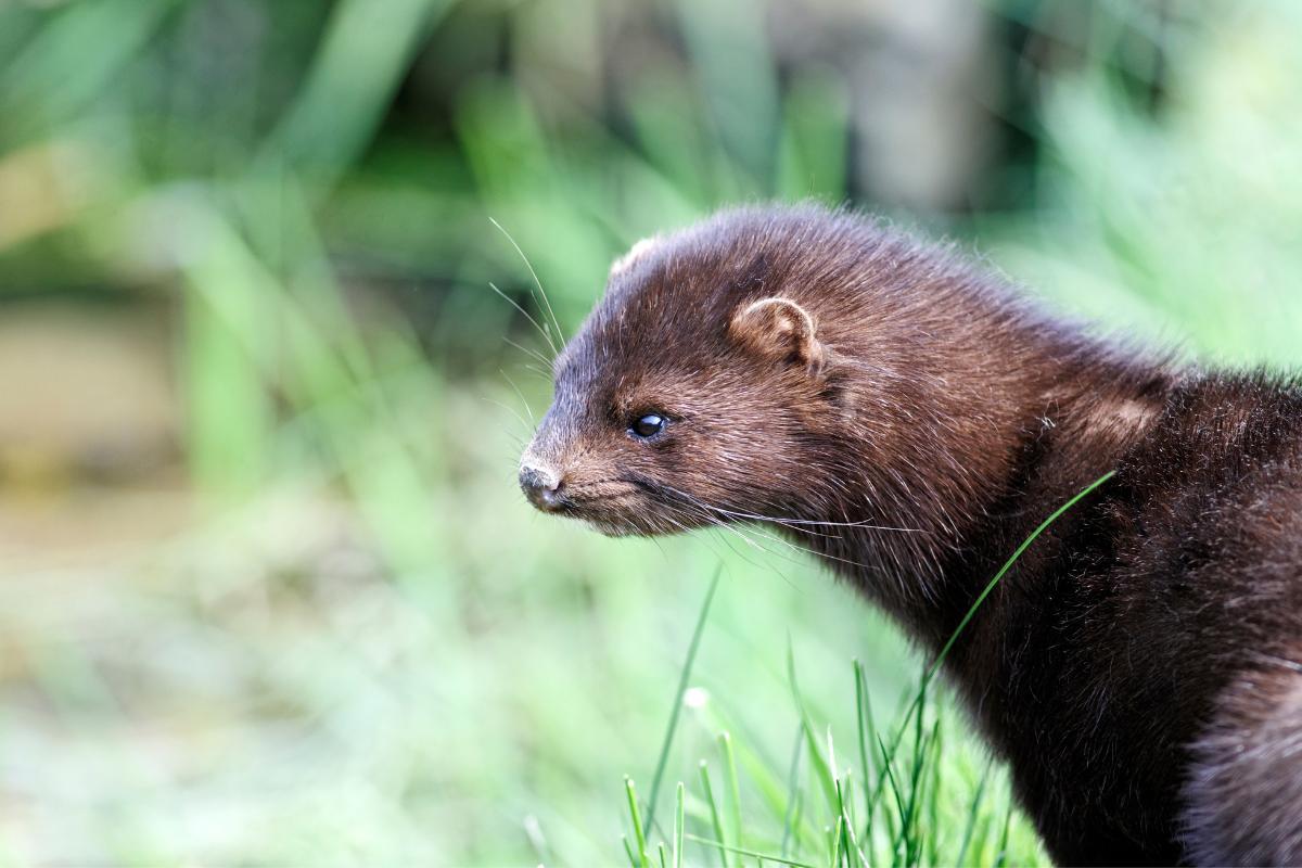10 Animals That Look Like Otters - With Photos