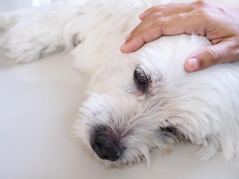 My Dog Keeps Shaking Their Head - Causes of Dog Head Tremors