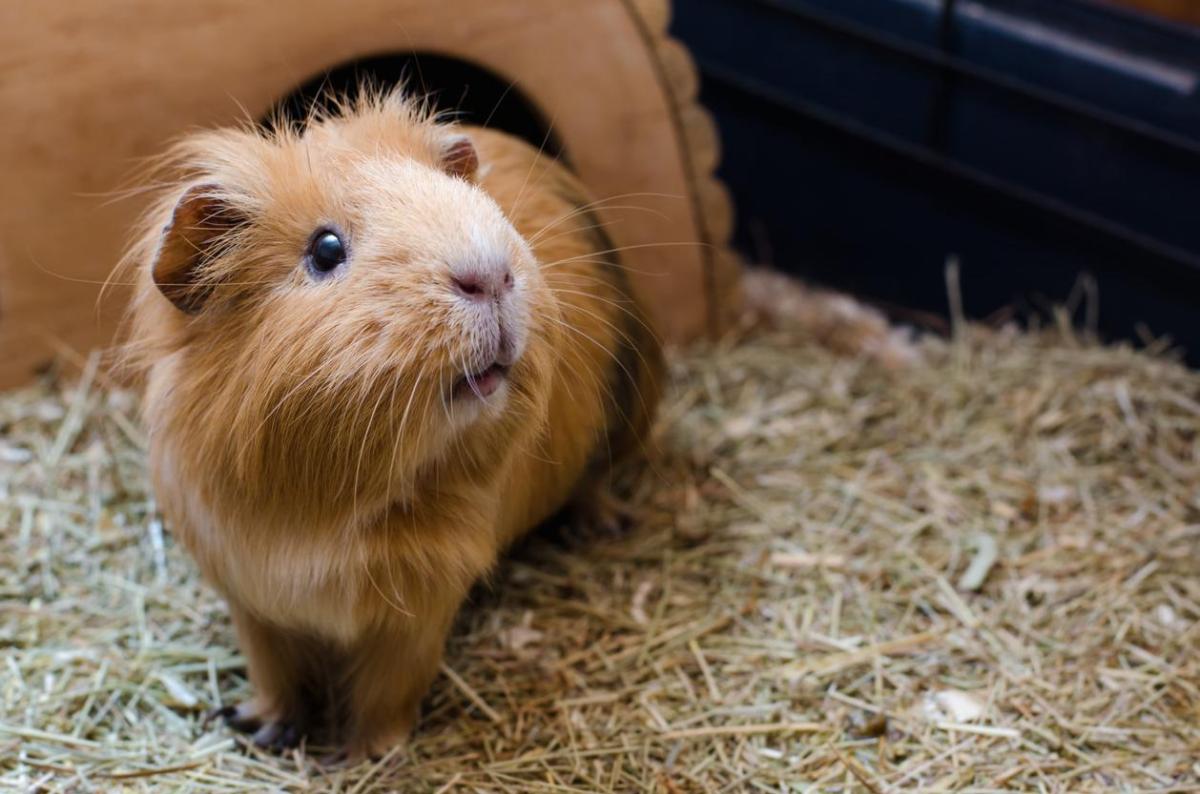 How Old Is My Guinea Pig? - How to Know the Age of Your Guinea Pig