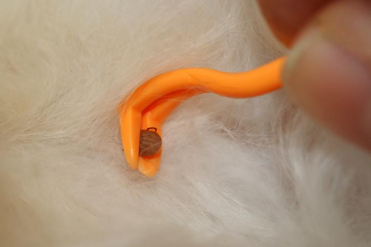 How to Remove Ticks from Cats - Effective Home Remedies