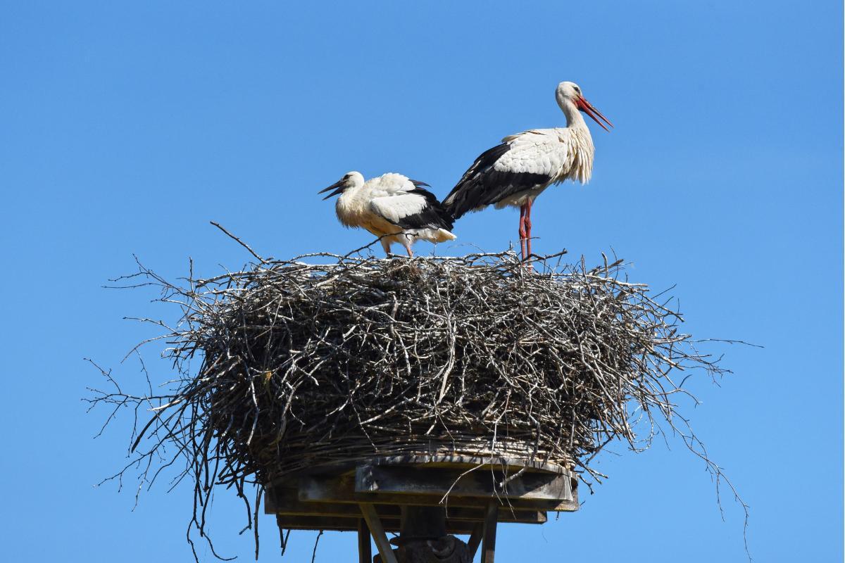 10 Surprising Facts About Storks You Didn't Know