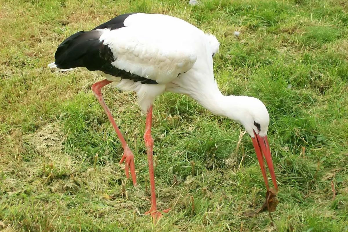 10 Surprising Facts About Storks You Didn't Know