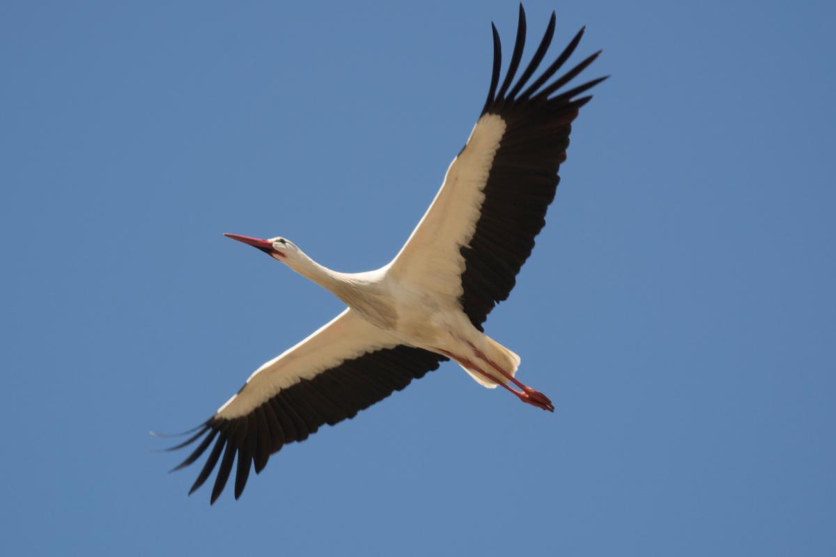 10 Surprising Facts About Storks You Didn't Know
