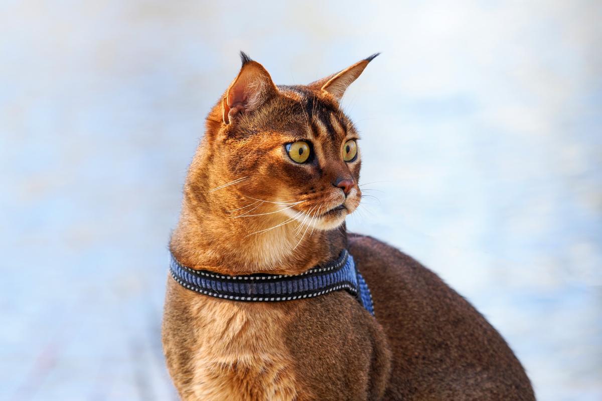 The 10 Most Expensive Cats in the World - With Prices