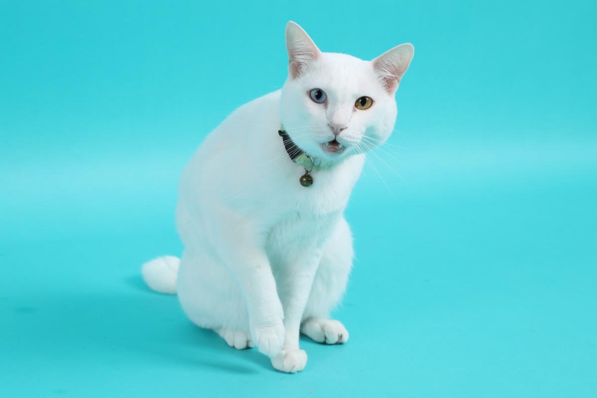 The 10 Most Expensive Cats in the World - With Prices