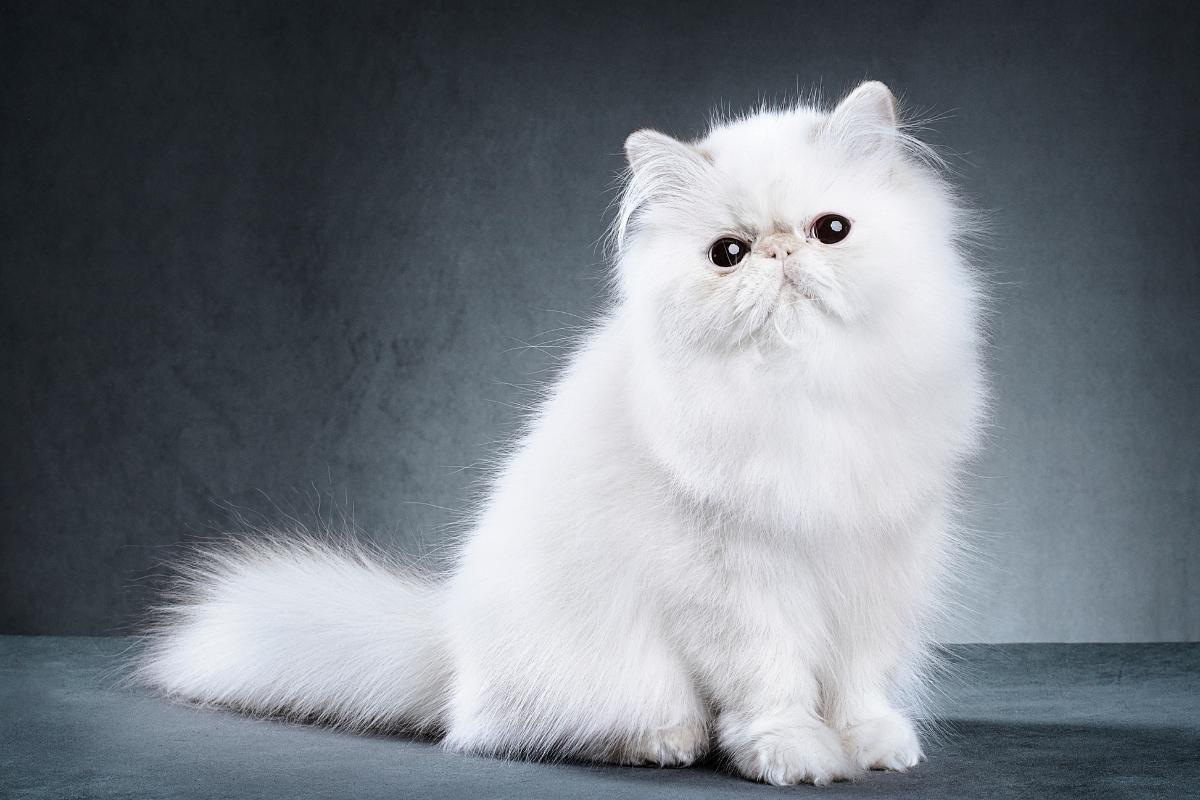The 10 Most Expensive Cats in the World - With Prices