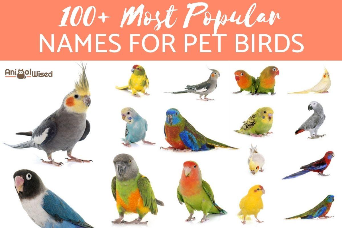 100 Popular Bird Names - Male & Female Pet Bird Name Ideas