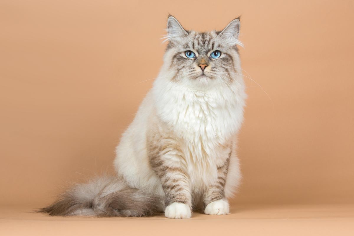 The 10 Most Expensive Cats in the World - With Prices