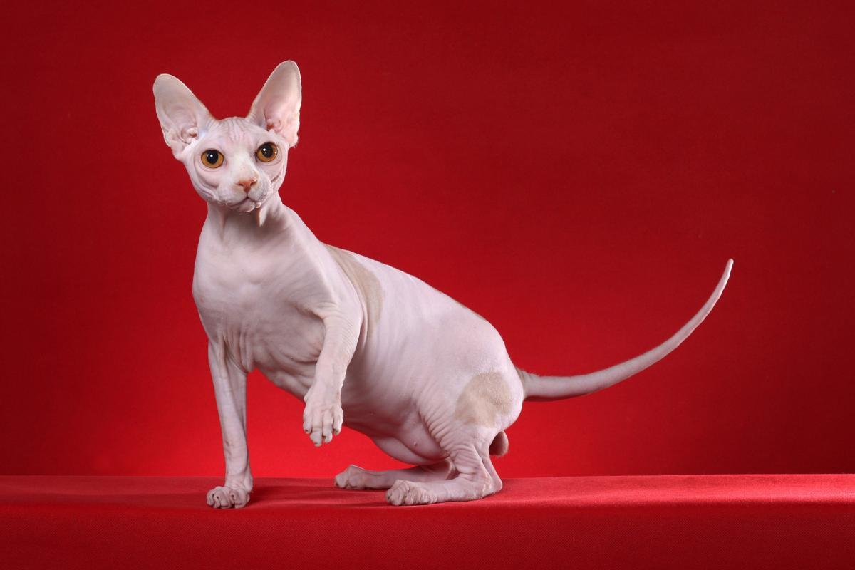 The 10 Most Expensive Cats in the World - With Prices