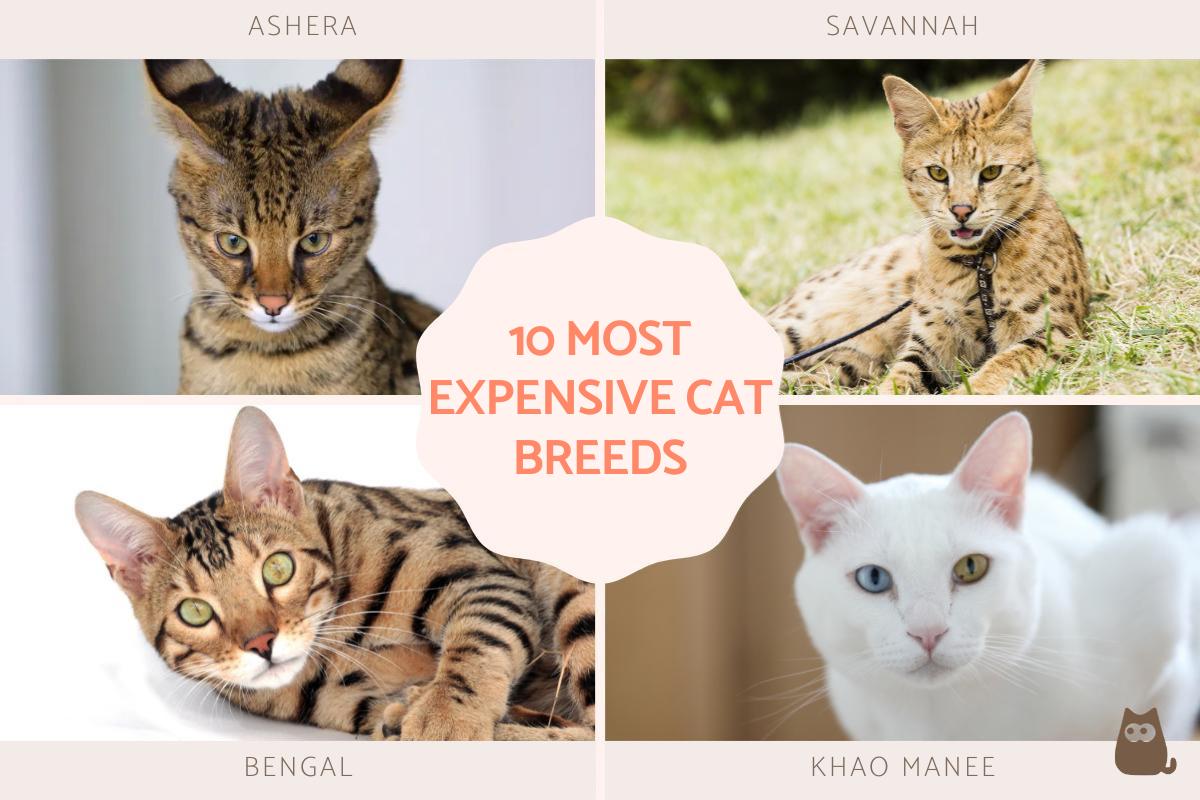 The 10 Most Expensive Cats in the World - With Prices