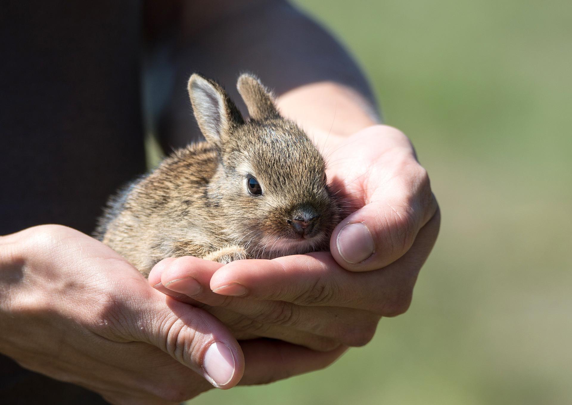 What to Feed a Baby Rabbit - Type and Amount of Food