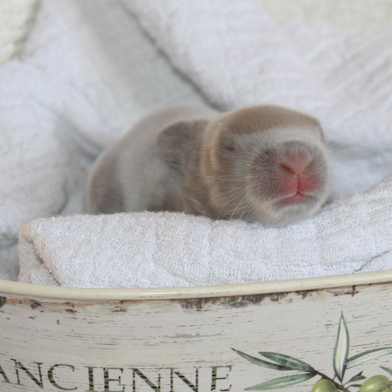 What to Feed a Baby Rabbit - Type and Amount of Food