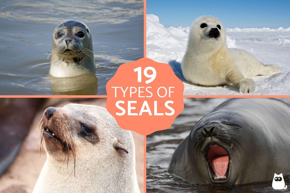 19 Types of Seals - Names, Photos & Facts