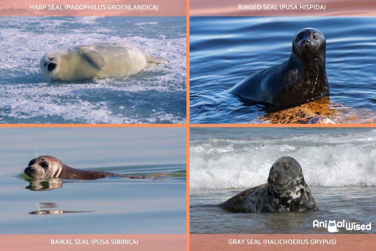 19 Types of Seals - Names, Photos & Facts