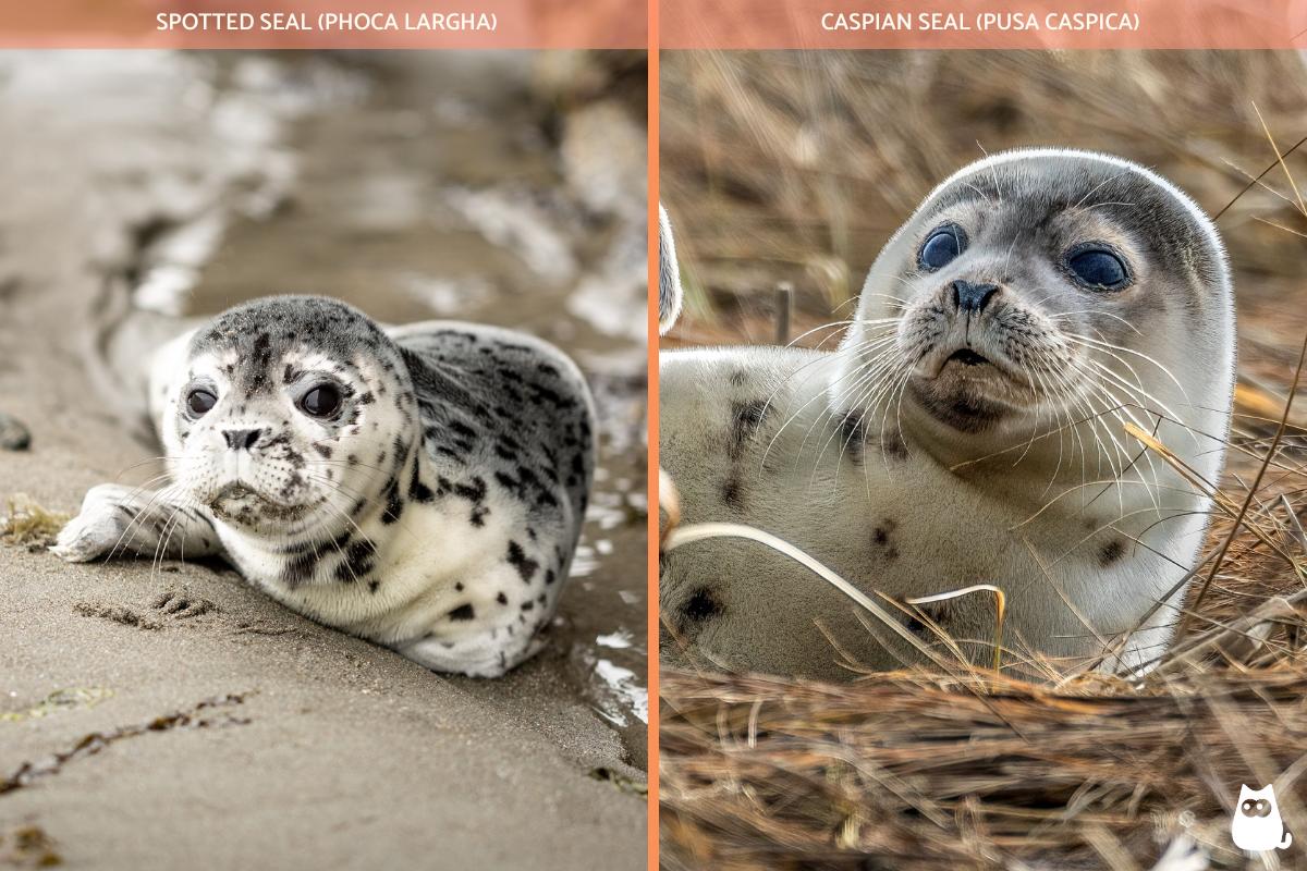 19 Types of Seals - Names, Photos & Facts