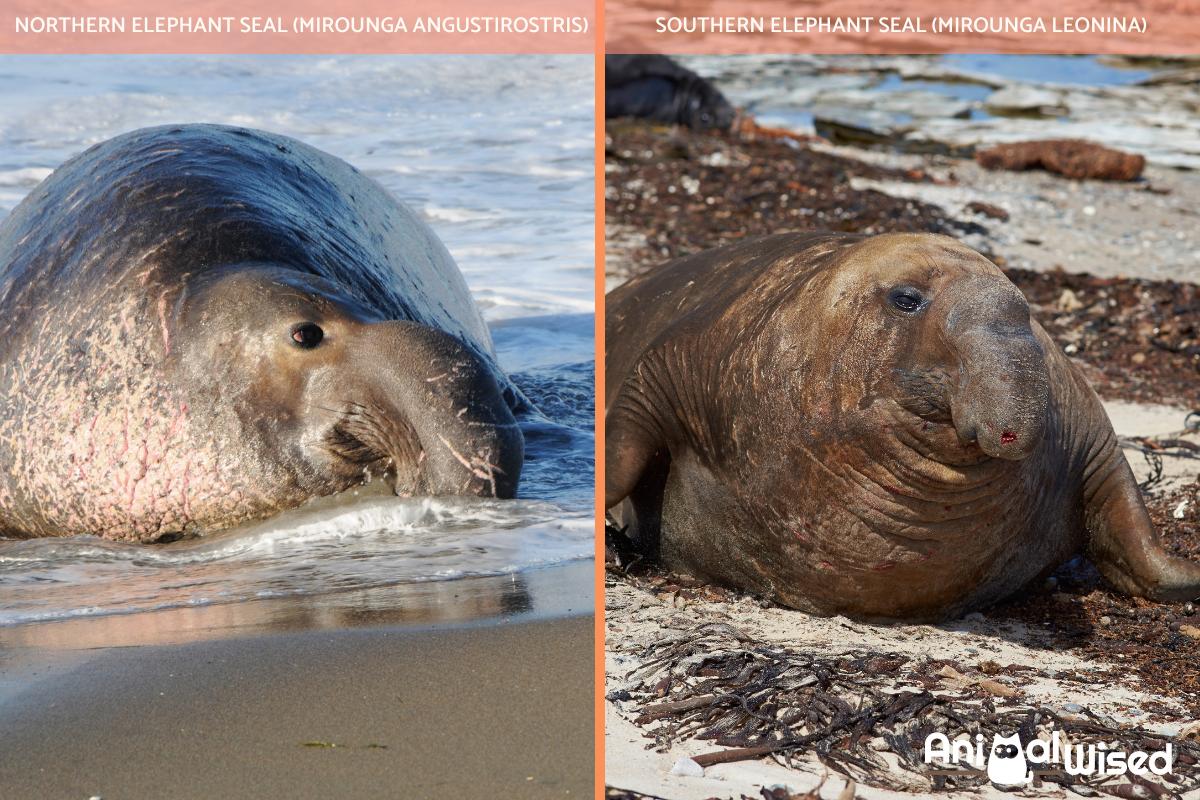 19 Types of Seals - Names, Photos & Facts