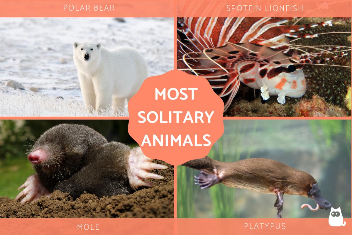 10 Most Solitary Animals in the World - Solitary Creatures List with ...
