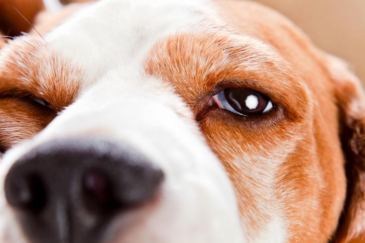 What is Horner's Syndrome in Dogs? - Symptoms and Treatment