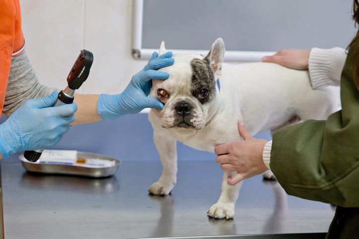 What is Horner's Syndrome in Dogs? - Symptoms and Treatment