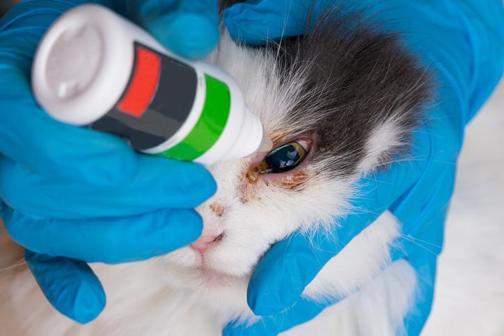Cat Eye Infection Treatment - Cat Eye Cleaning