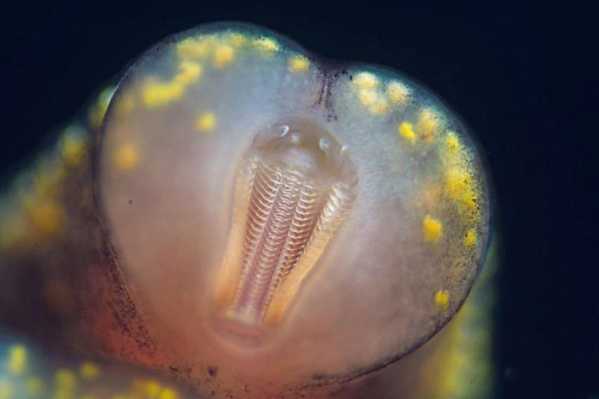 How Many Teeth Does a Snail Have? - Types, Count, and Structure