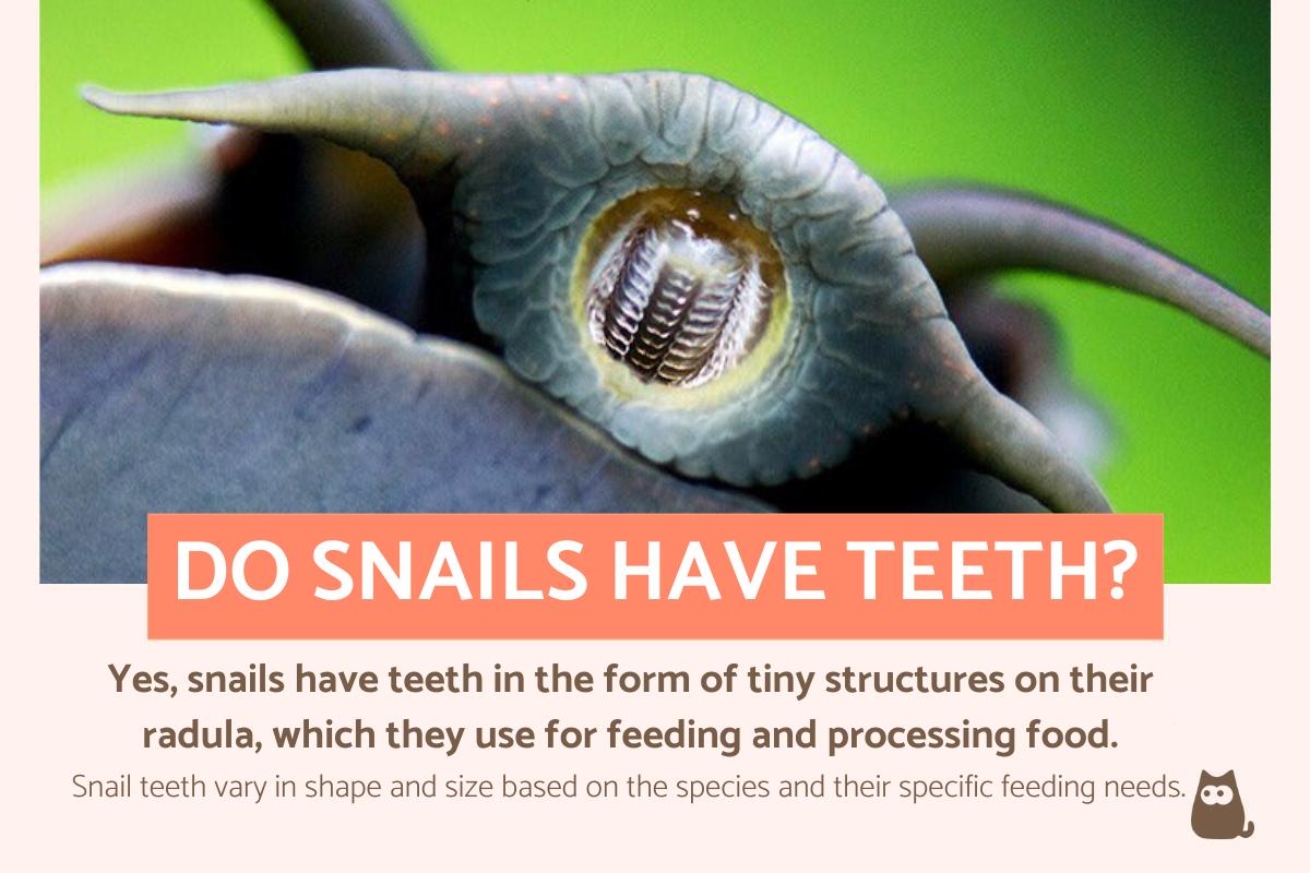 How Many Teeth Does a Snail Have? - Types, Count, and Structure
