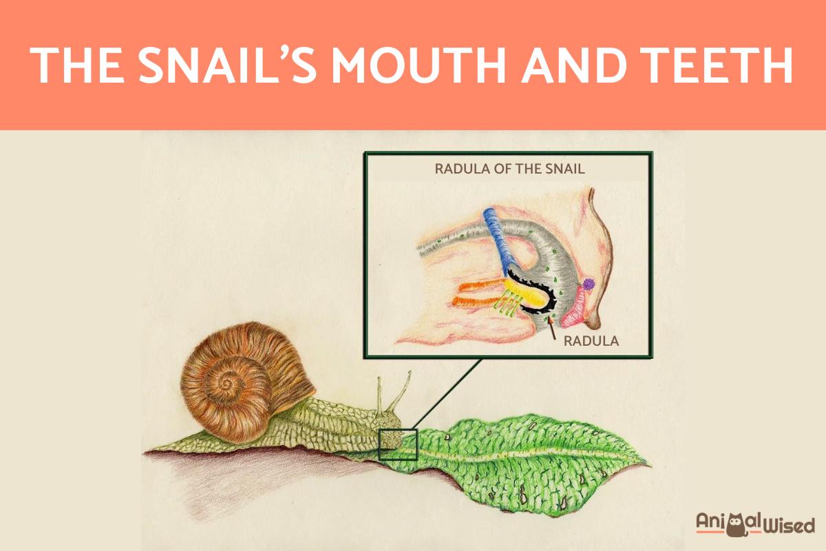 How Many Teeth Does a Snail Have? - Types, Count, and Structure