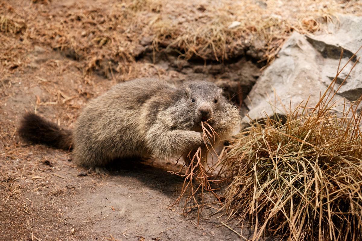 What Does a Groundhog Eat? - Woodchuck Diet Explained