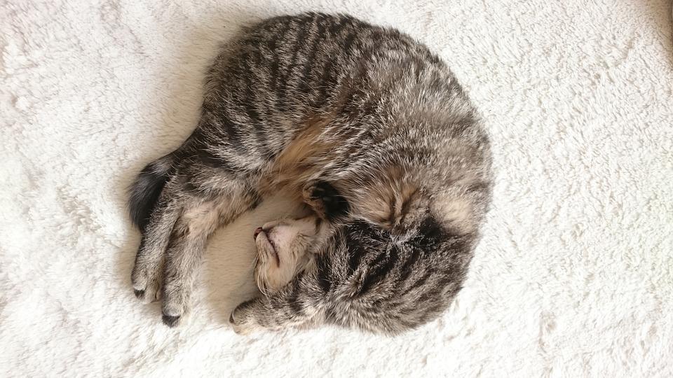 Korean Cat Names - 100+ Male and Female Korean Names for Cats (With ...