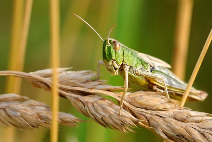 Grasshopper Anatomy - How Many Legs Do They Have and Why?